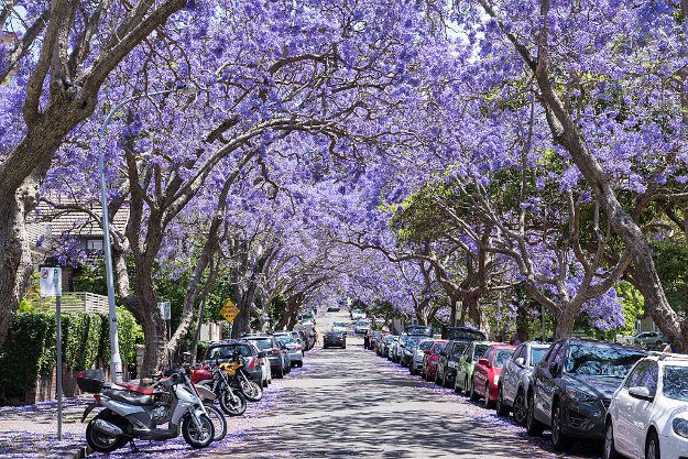 Kirribilli's Insta-Famous Jacaranda Street Is In Bloom - North Sydney ...