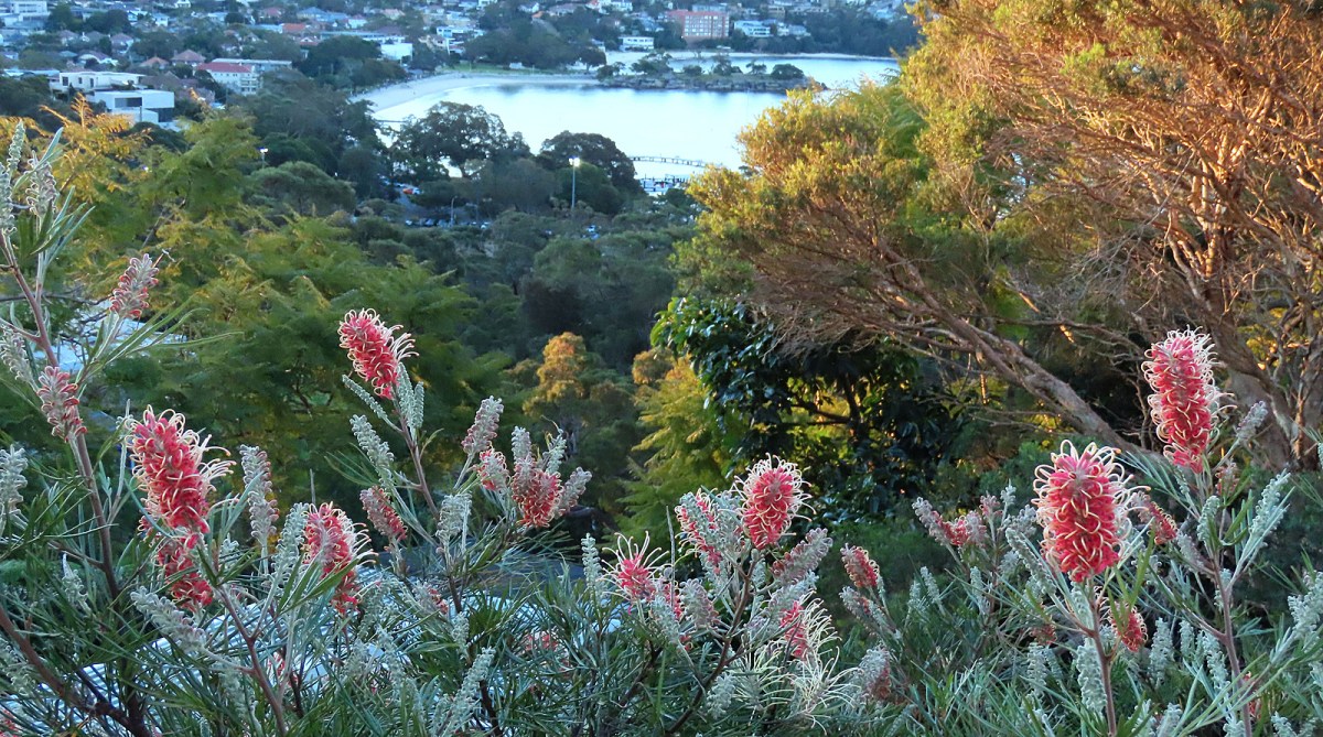 Home - North Sydney Living