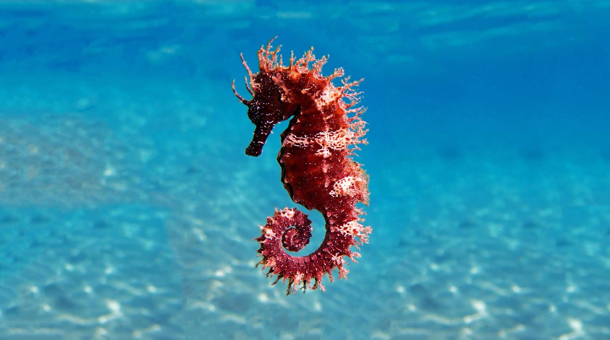 Kids Can Make a Splash with the Sydney Seahorse Art Project - North ...