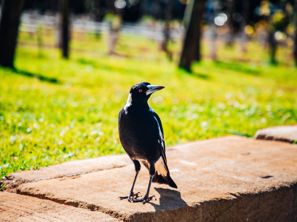 Magpie Swooping Season – Can’t We All Just Get Along? - North Sydney Living