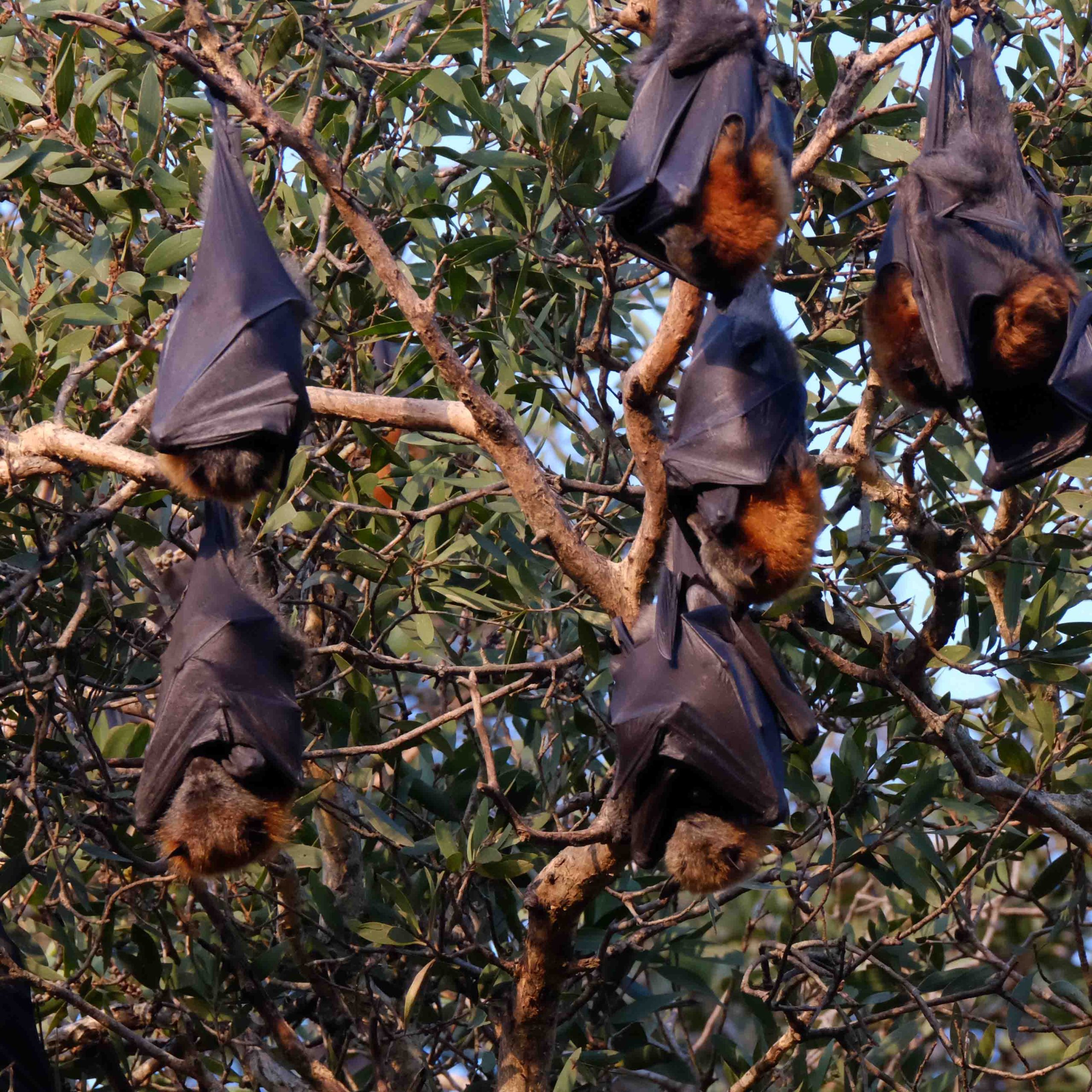 Bat Count - North Sydney Living