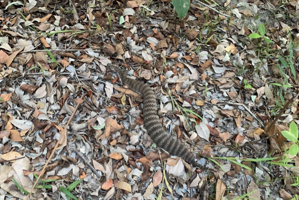 Death Adder Sighting at Flat Rock Has Snake Experts Baffled