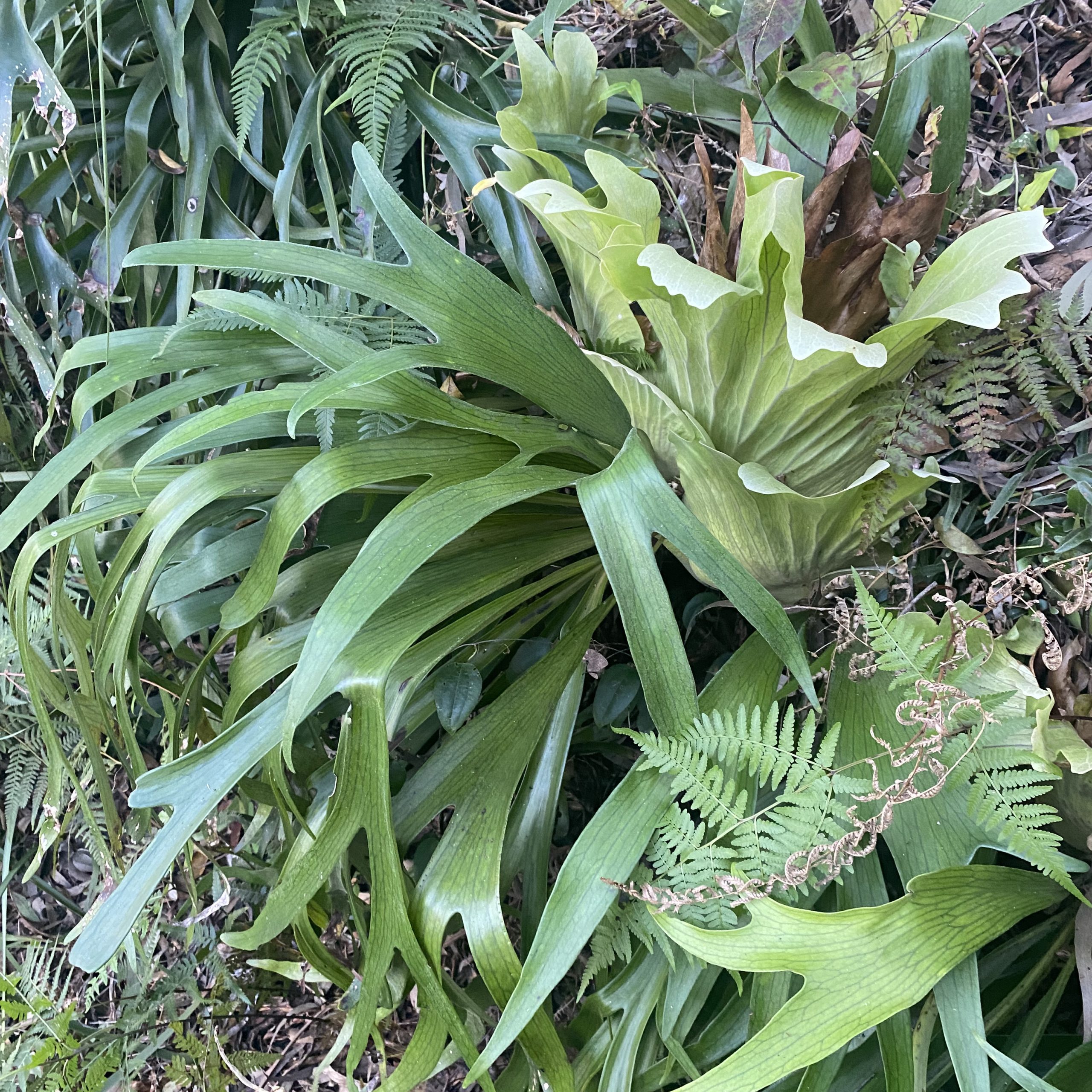Fern ID Walk & Talk - North Sydney Living