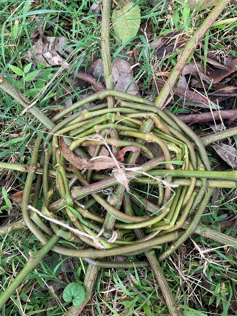 Weaving with Weeds (Youth Activity) - North Sydney Living