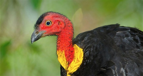 Living with Brush-turkeys - North Sydney Living