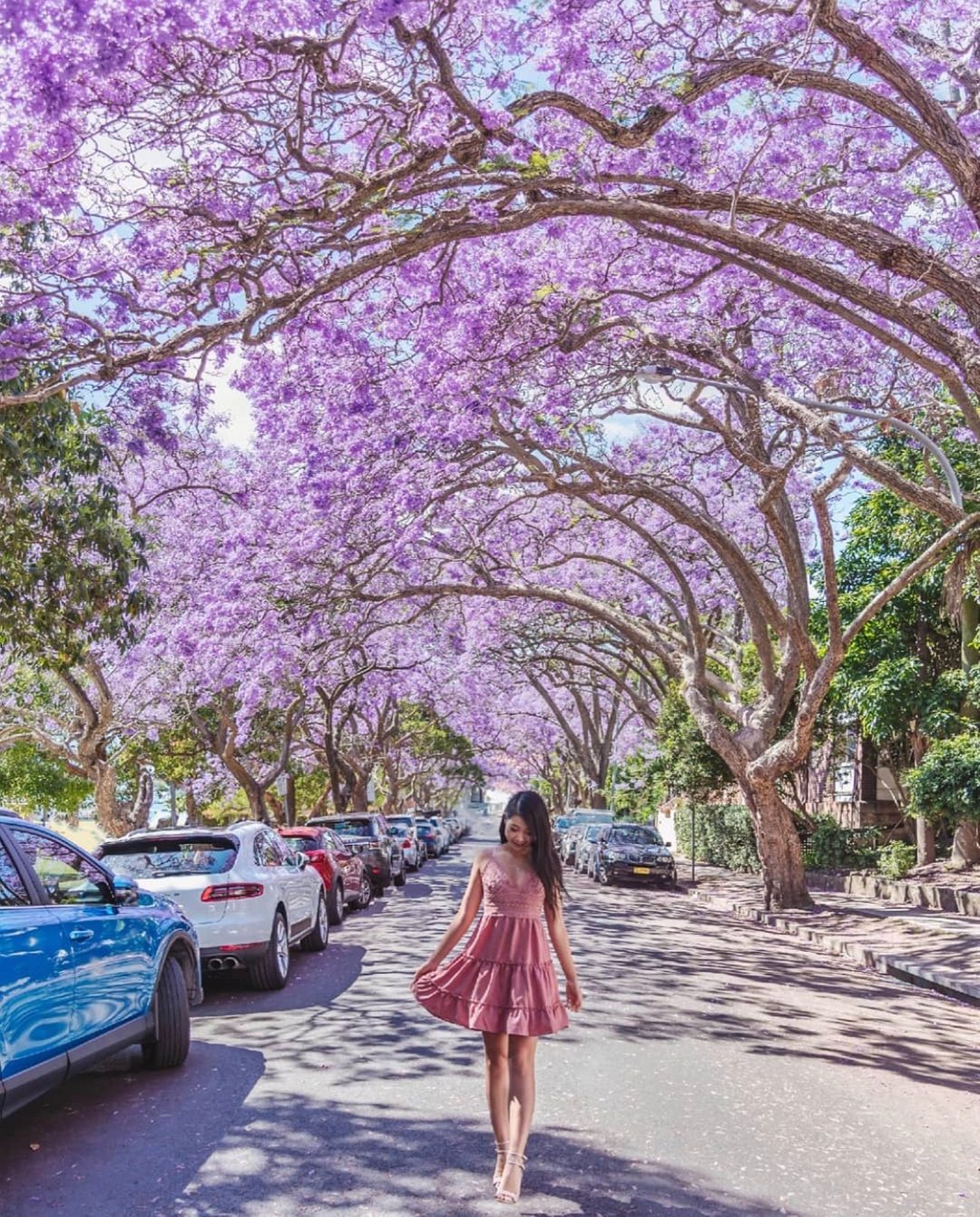 Kirribilli's Insta-Famous Jacaranda Street Is In Bloom - North Sydney ...