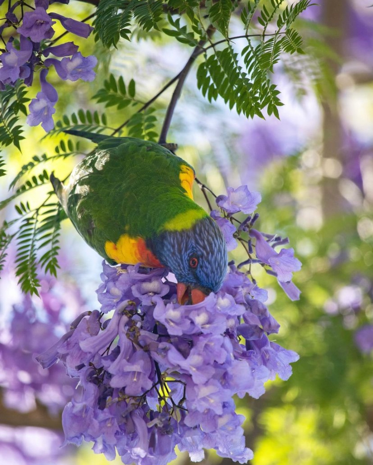Kirribilli's Insta-Famous Jacaranda Street Is In Bloom - North Sydney ...