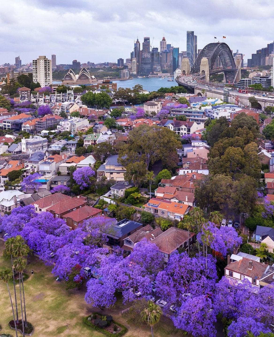 Kirribilli's Insta-Famous Jacaranda Street Is In Bloom - North Sydney ...
