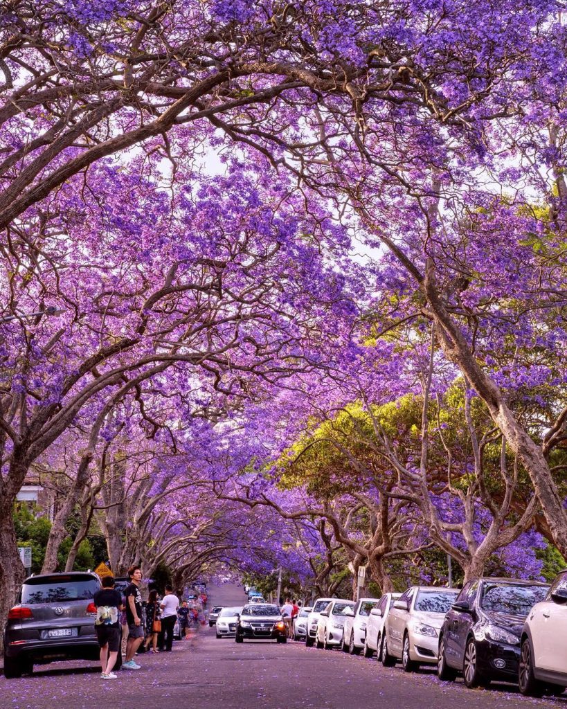 The North Shore's Insta-Famous Jacaranda Street Is Nearly In Bloom ...