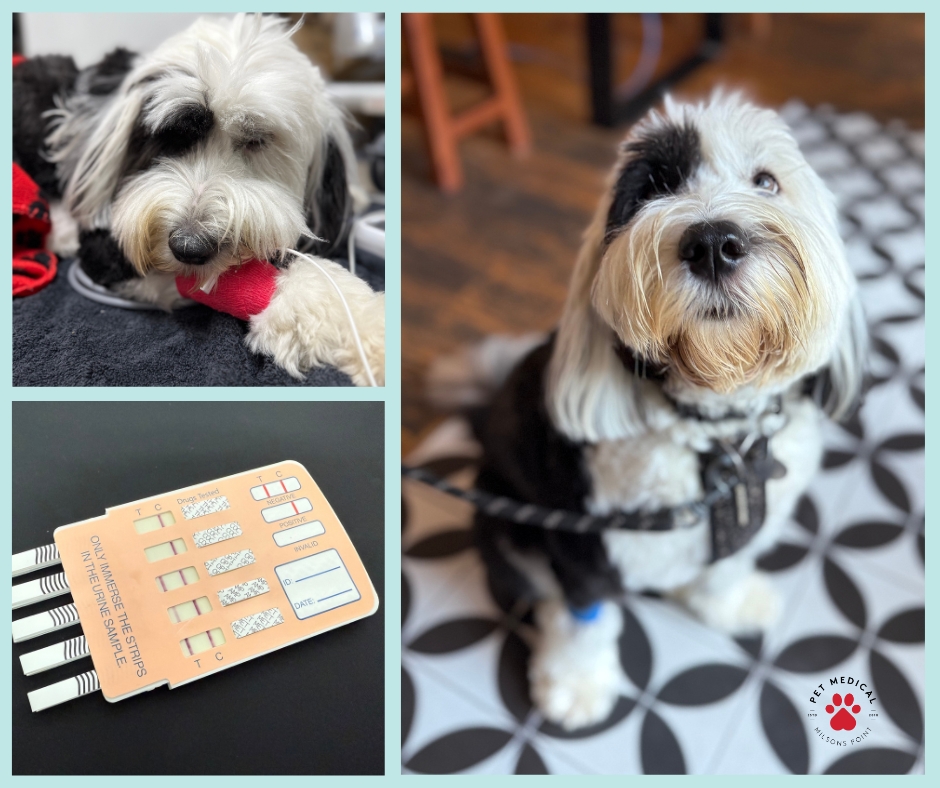 Why Are So Many Local Dogs Ingesting Marijuana? - Willoughby Living