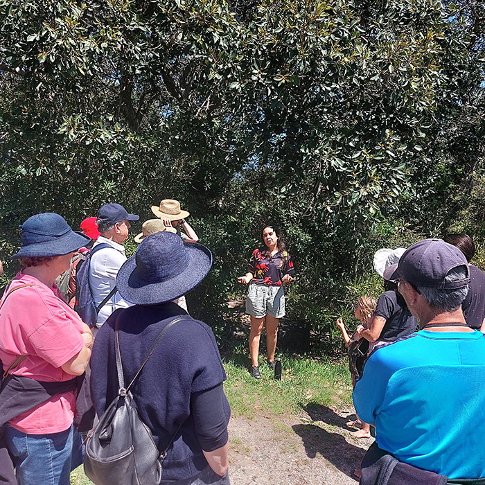 Indigenous Culture Family Walk and Stone Art Workshop - North Sydney Living