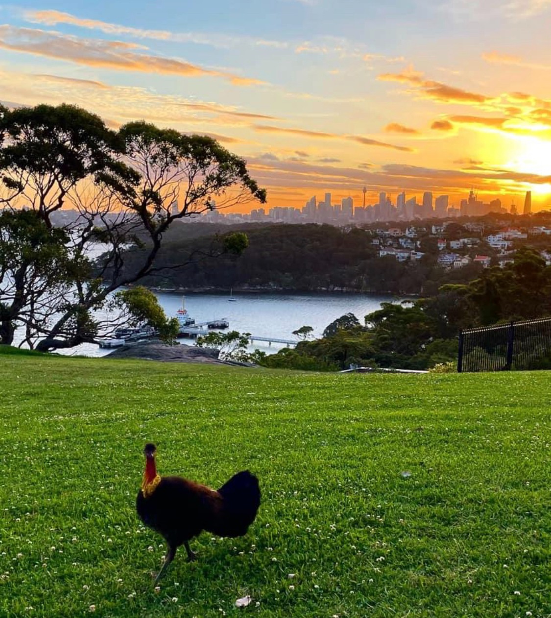 On The Prowl and Looking For Love: It's Brush Turkey Breeding Season ...