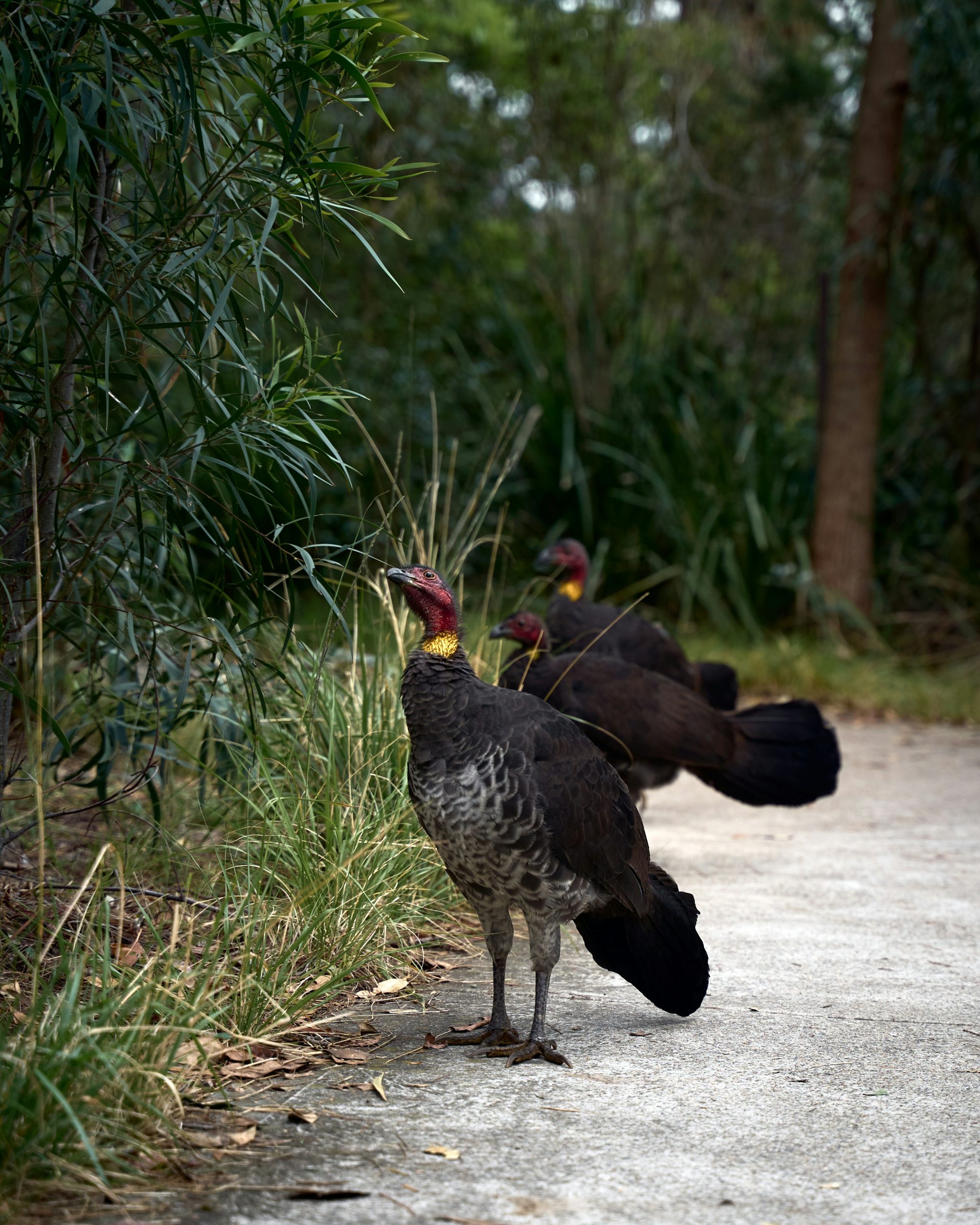 On The Prowl and Looking For Love: It's Brush Turkey Breeding Season ...